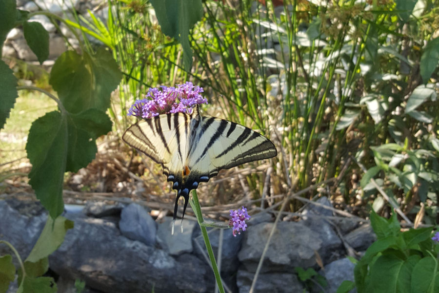 Camp Full Monte Eco Camping Naturally Wrapped in Montenegro