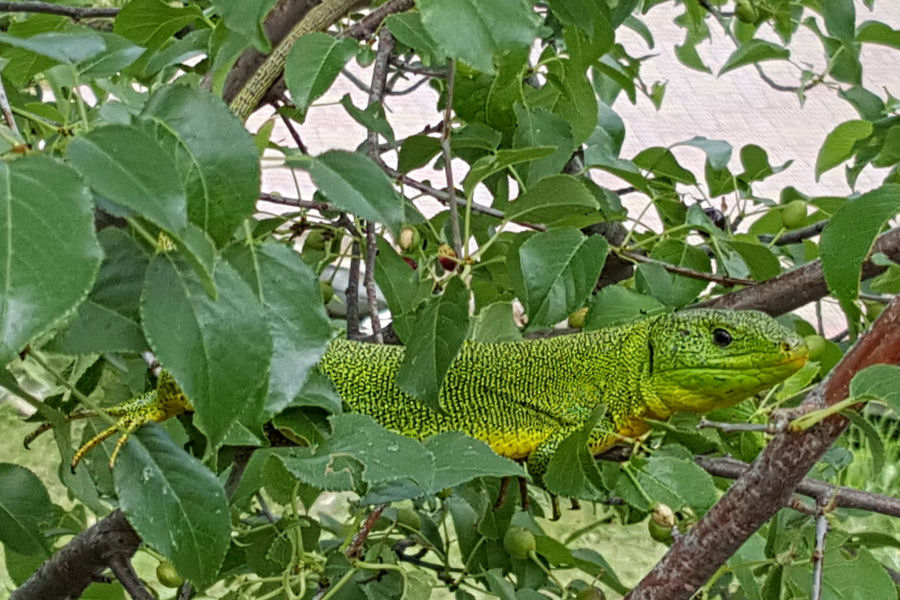Camp Full Monte Eco Camping Naturally Wrapped in Montenegro