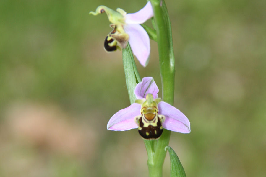 Camp Full Monte Eco Camping Naturally Wrapped in Montenegro