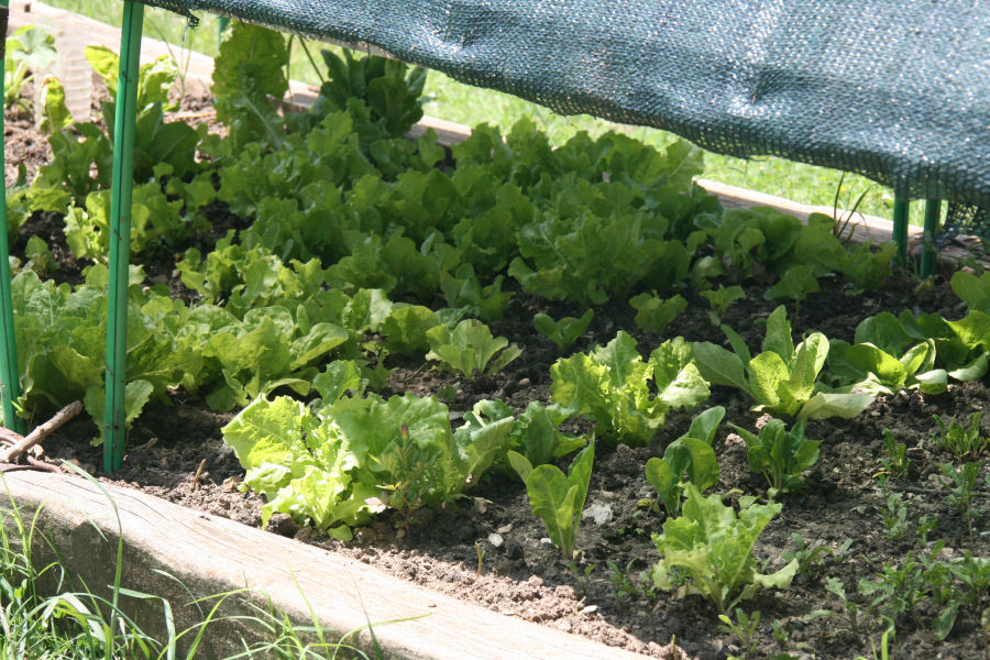 Camp Full Monte Eco Camping Naturally Wrapped in Montenegro